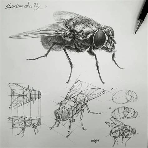 How To Draw Realistic Insects Artofit