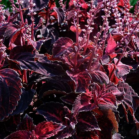 Coleus Folia Sunset
