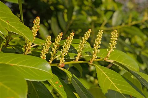 Green Laurel Leafs Stock Illustration Illustration Of Floral 18551807