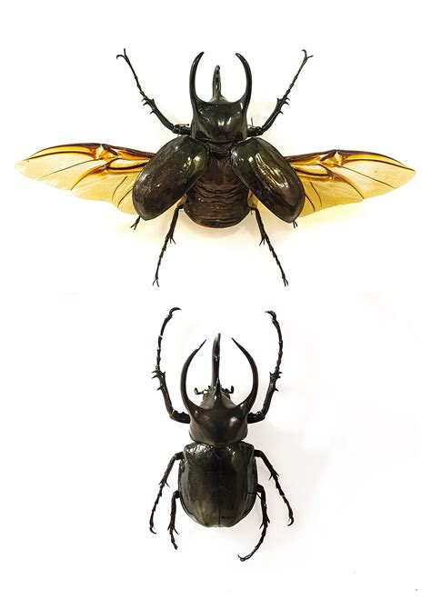 Chalcosoma Atlas Wikipedia Tiếng Việt