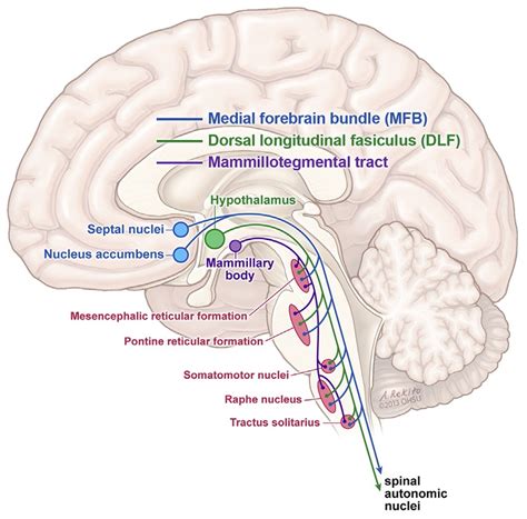 Medial Forebrain Bundle