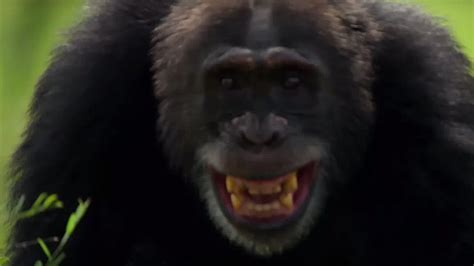 Chimpanzee Fight From Top To Bottom Chimpanzee Social Hierachy Is