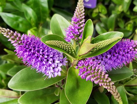 Hebe Plants Guide How To Grow And Care For Shrubby Veronica