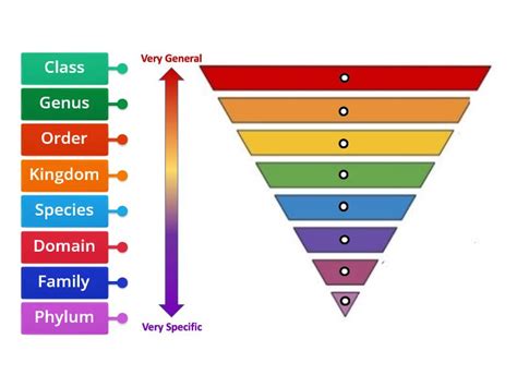 Classification Hierarchy Labelled Diagram Classification Hierarchy Labelled Diagram