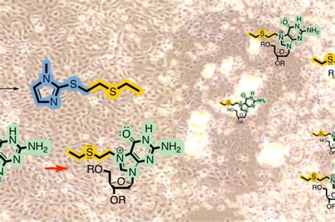 Sdsu Researchers Reveal Possible Treatment For Sulfur Mustard In New