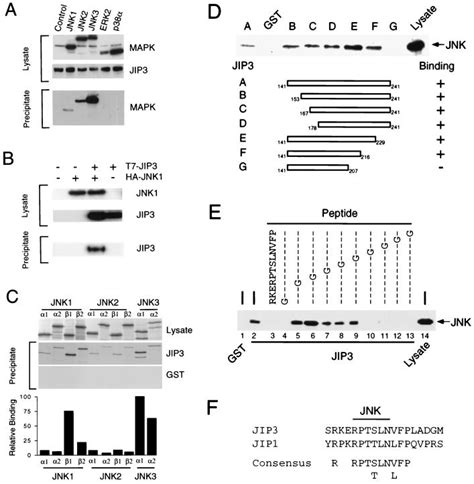 Interaction Of A Mitogen Activated Protein Kinase Signaling Module With