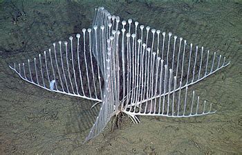 Harp Sponge • Mbari