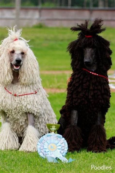 Standard Poodle Dreads At Joyce Hartmann Blog