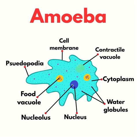 Amoeba With Parts Labelled Microorganism Microbiology Science
