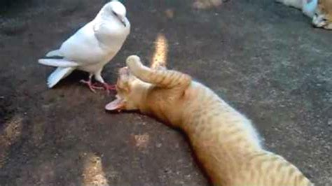 Pigeonsはこんなに可愛い鳥たち かわいいそして面白い鳩のビデオ集 新しい Youtube