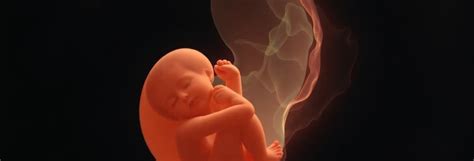 Embryo Development Quiz