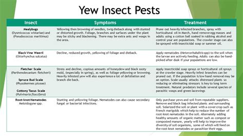 Yew Pests And Diseases Horticulture For Home Gardeners