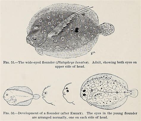 Abecedarian Posts Tagged Flounder