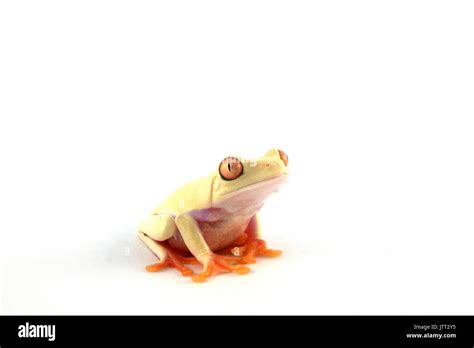 Albino Red Eyed Treefrog Agalychnis Callidryas Adult Red Eyed Tree