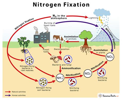 Nitrogen Fixation Definition Process Example And Equation