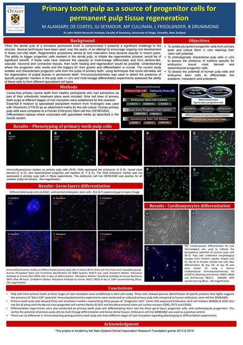 Pdf Primary Tooth Pulp As A Source Of Progenitor Cells For Permanent