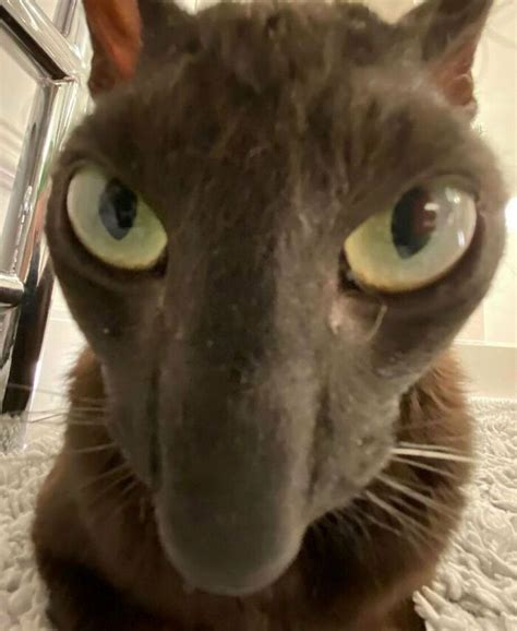 Pin On Weird Bizarre In 2024 Ugly Cat Pretty Cats Cute Cats