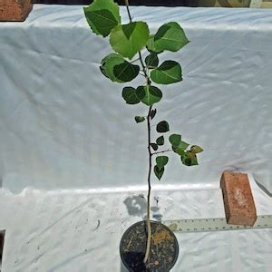 Quaking Aspen Live 2 Year Old Tree In Nursery Pot Populus Tremuloides