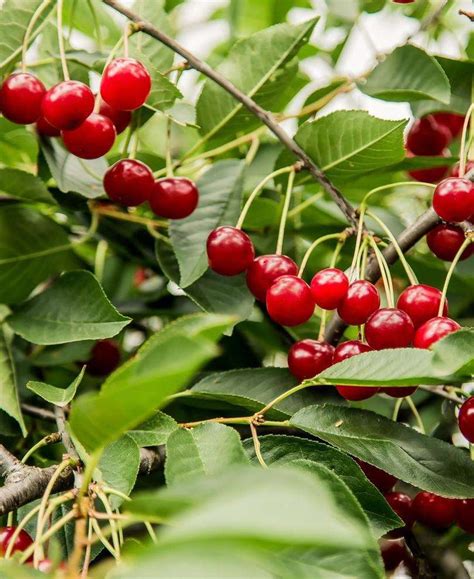 Combination Dwarf Cherry Tree 4 Varieties — Raintree Nursery