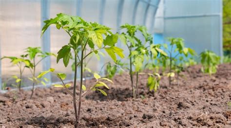 How To Plant Grow And Care For Cherokee Purple Tomatoes
