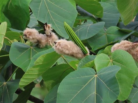 Balsa Tree Properties Uses And Growing Tips