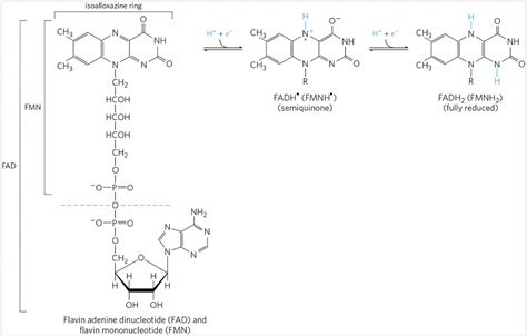 核黄素的吸收代谢