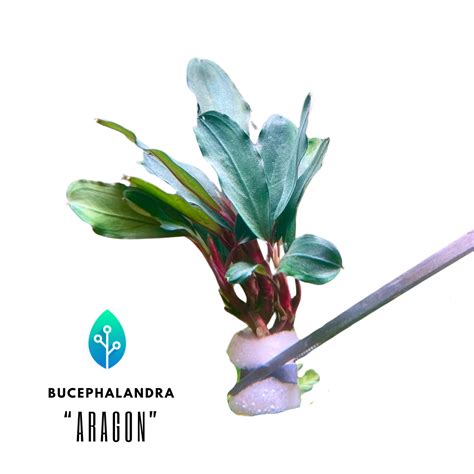 Bucephalandra Aragon