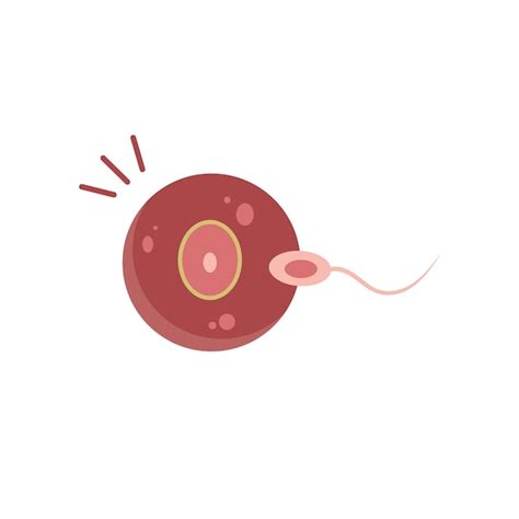 Premium Vector Vector Illustration Of Fertilization Process On A White Backgroundhuman