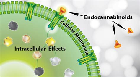 Endocannabinoids Cannakeys