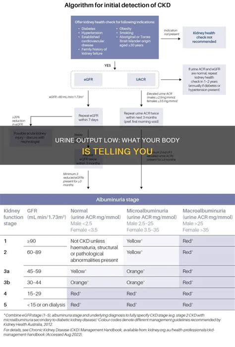 Urine Output Low What Your Body Is Telling You Medshun