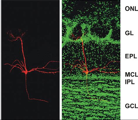 Confocal Micrographs Of A Section Of The Adult Mouse Main Olfactory
