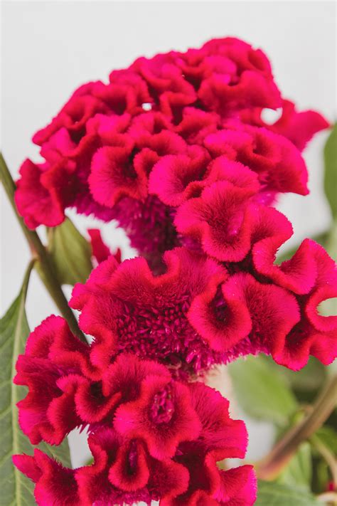 📷 Portugal Celosia Cristata Crested Cockscomb Rflowers