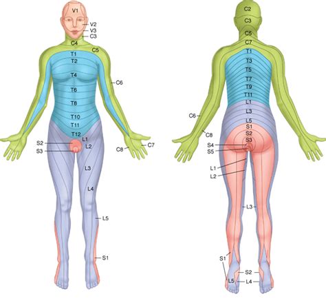 Dermatomes Diagram Spinal Nerves And Locations Artofit