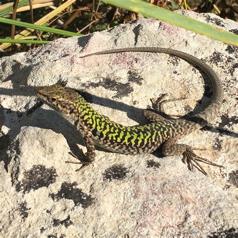 Photo Italian Wall Lizard Podarcis Siculus