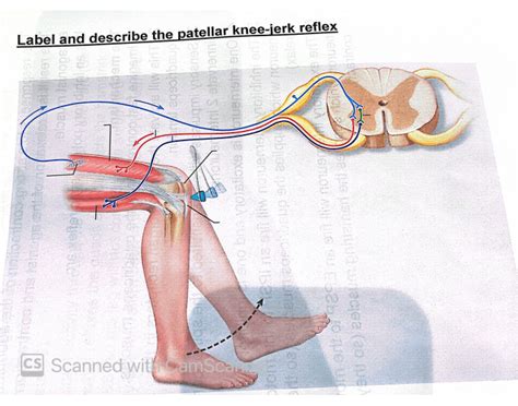 Patellar Knee Jerk Reflex Quiz