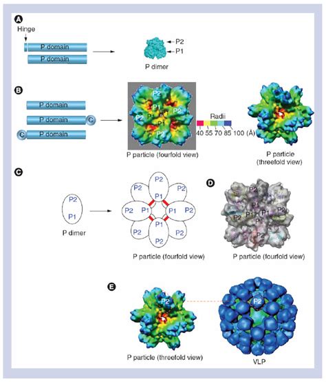 Norovirus Structure Diagram
