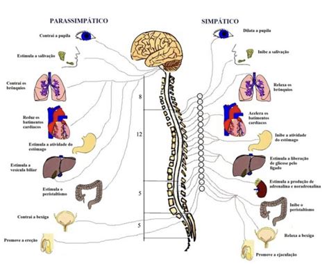 Pin De Iara Mendes Em Parsimpatico Sistema Nervoso Simpatico