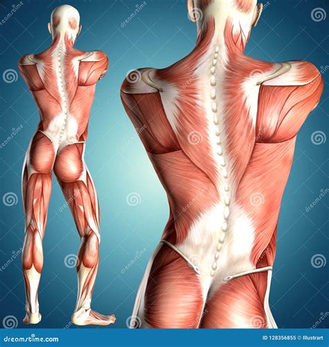 Male Back Anatomy