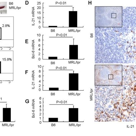 A Following Isolation Splenocytes Were Stained And Sorted First For