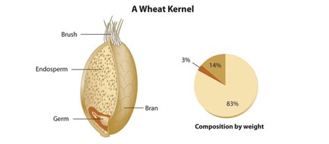 51 Introduction To Carbohydrates And Whole Grains Nutrition 100