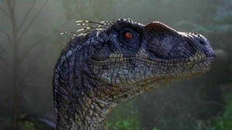 Jurassic World Velociraptor Wallpaper 82 Images