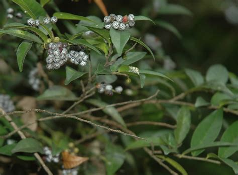 Antidesma Japonicum Phyllanthaceae