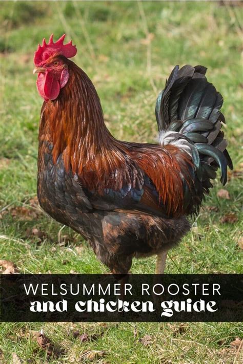 Guide To Welsummer Chickens • Longbourn Farm
