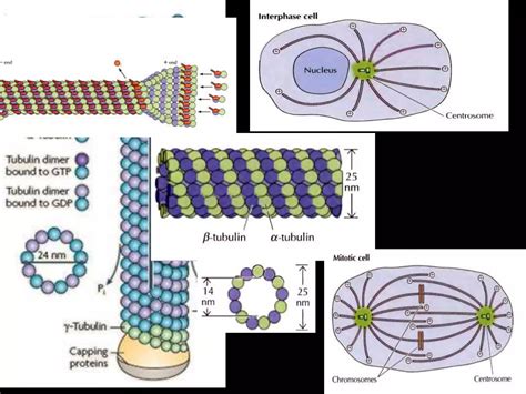 The Cytoskeleton An Overview Pptx
