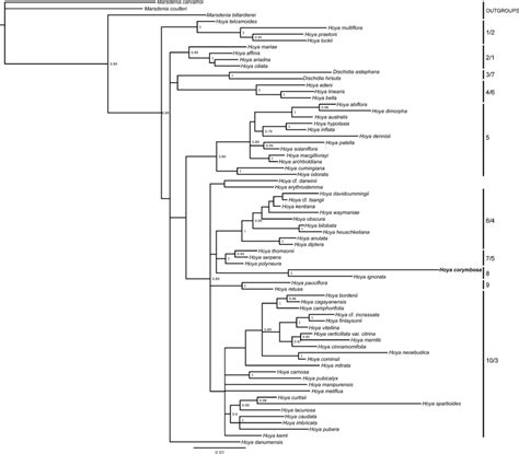 bayesian phylogram obtained from the combined psba trnh intergenic