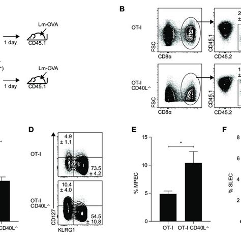Cd40l Expression Promotes The Effector Differentiation Of Cd8 T Download Scientific Diagram
