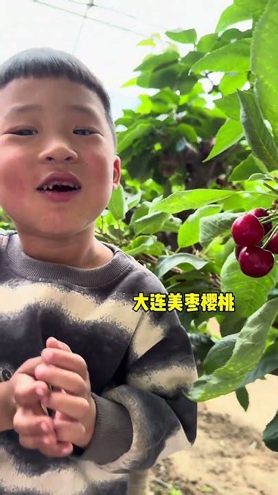 大樱桃 五一去哪 采摘啦 带娃好去处 五一采摘大樱桃真的很棒！🥳 Youtube