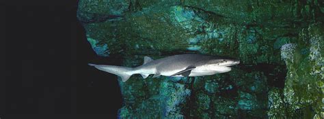 Gill Sharks