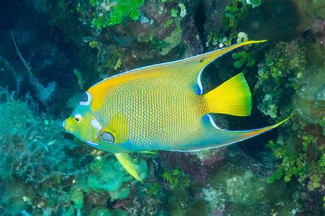 Bahamas Marine Life Photography Sea View Imaging
