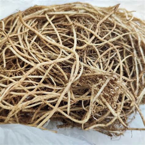 خرید و قیمت ریشه بابا آدم از غرفه فروشگاه اینترنتی مام کالا